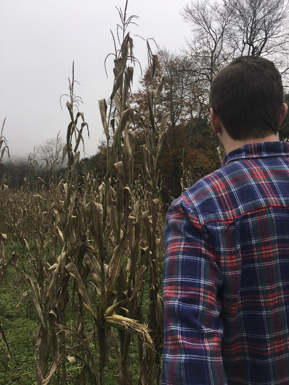 morgan neering corn maze - Oulun ylioppilaslehti